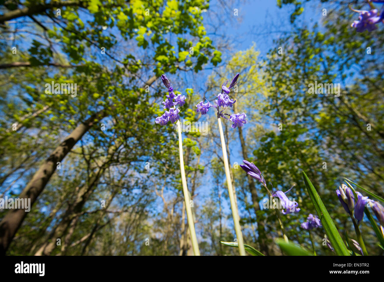 Spring bluebells in woods at Rufford Park in Nottinghamshire England UK ...