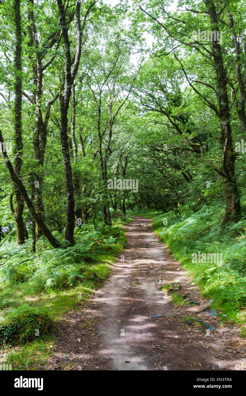 Wood pathway hi-res stock photography and images - Alamy