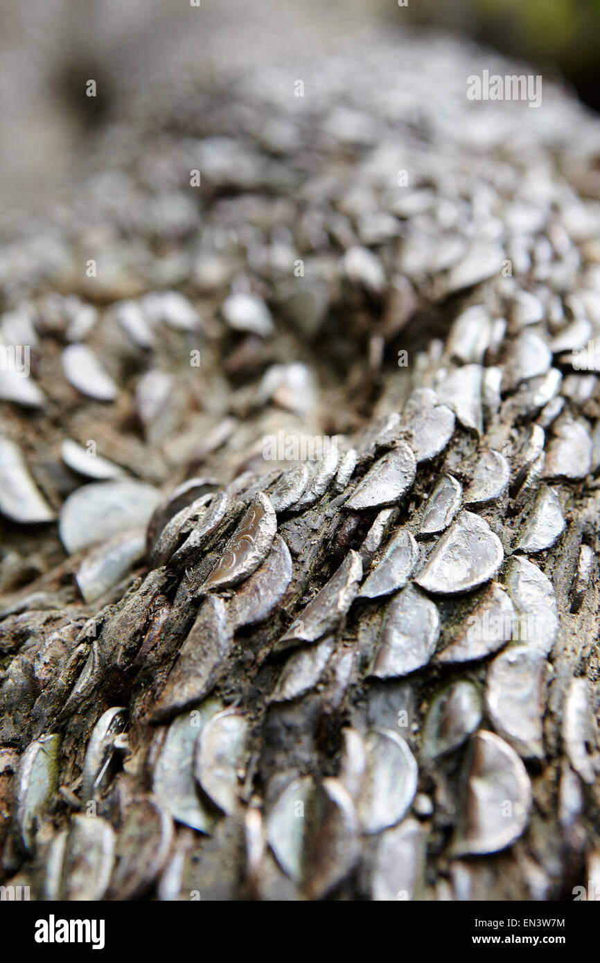 Coins in tree trunk Stock Photo - Alamy