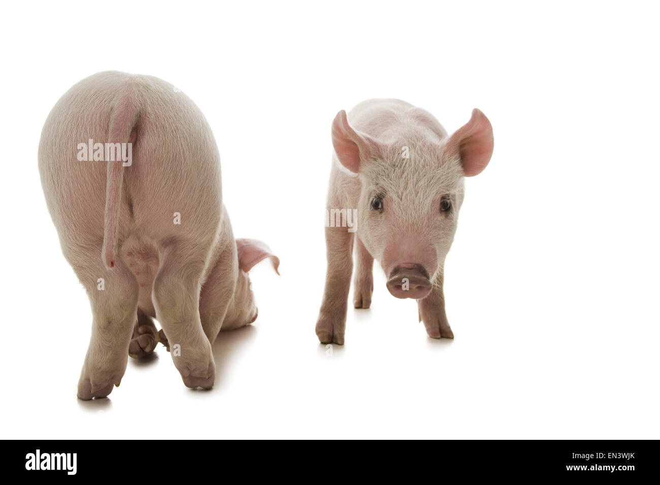 Groups of three Cut Out Stock Images & Pictures - Alamy