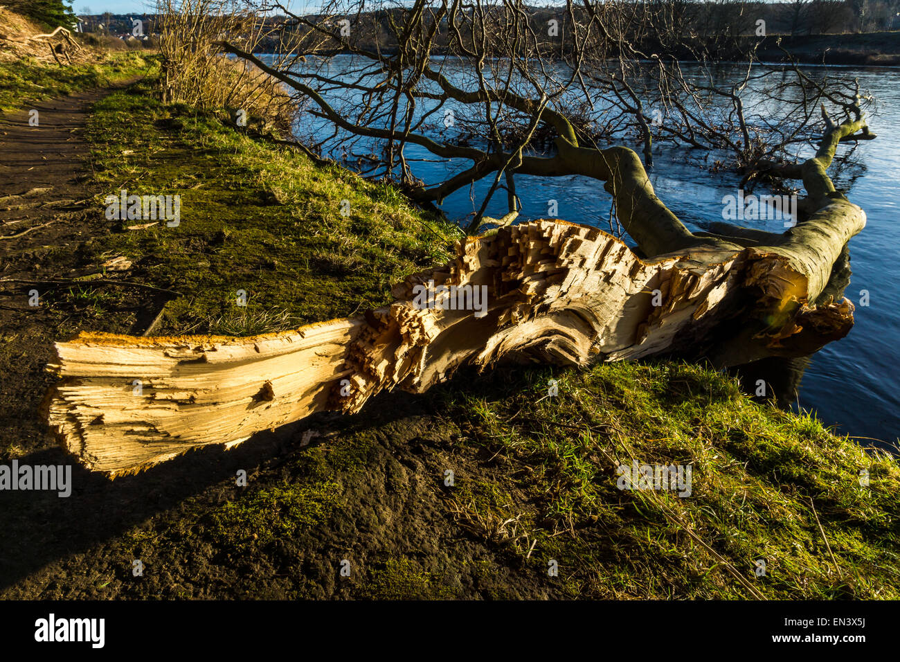 Storm damaged tree branch has fallen into the River Dee Stock Photo - Alamy
