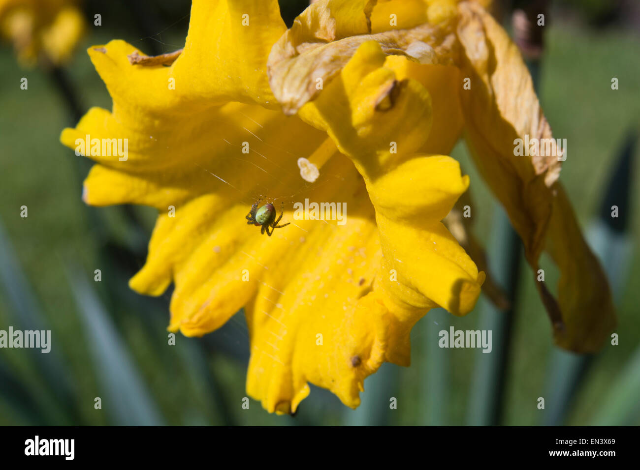 Daffodil flower dead dying faded Stock Photo - Alamy