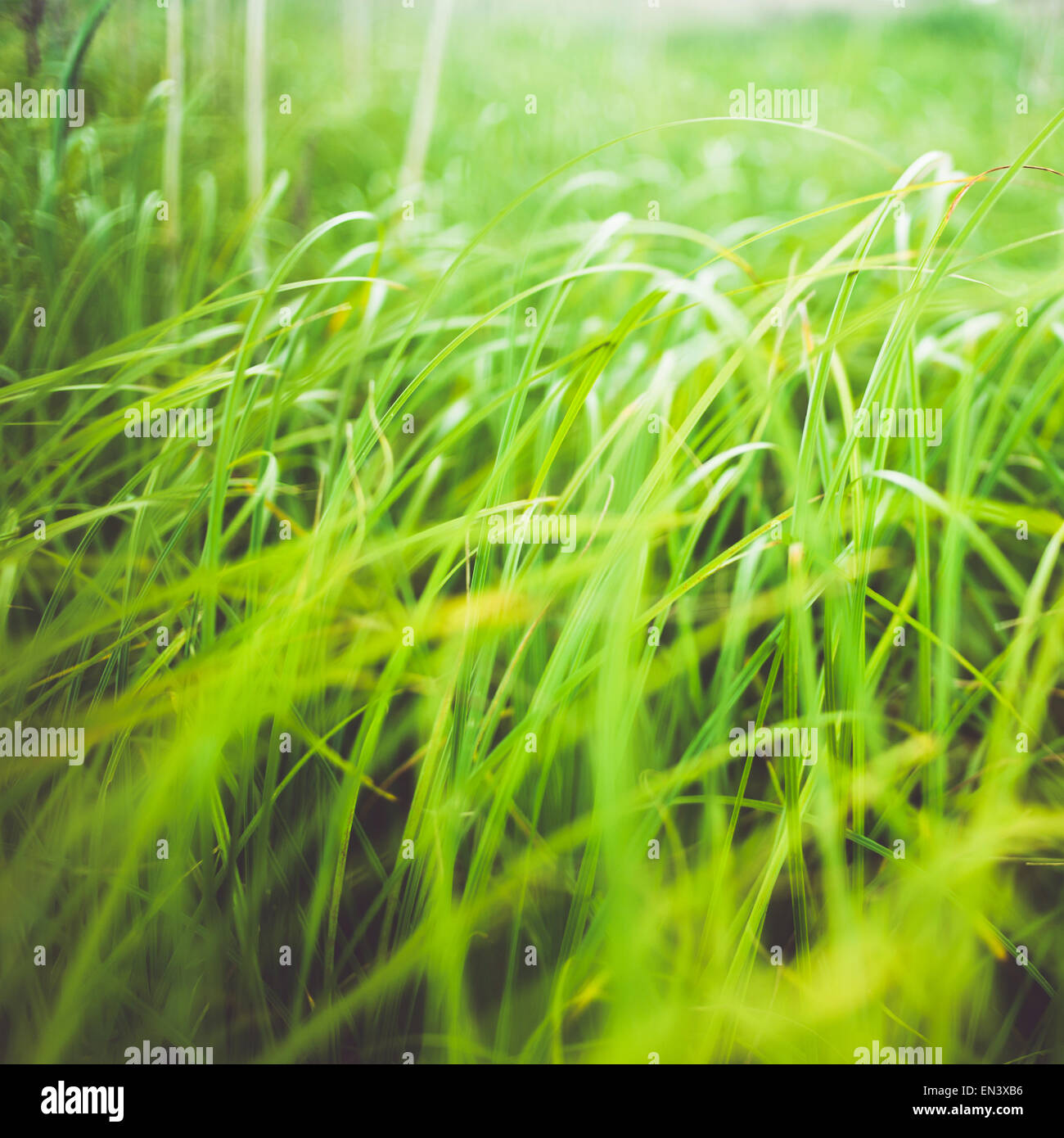 Silky green hi-res stock photography and images - Alamy