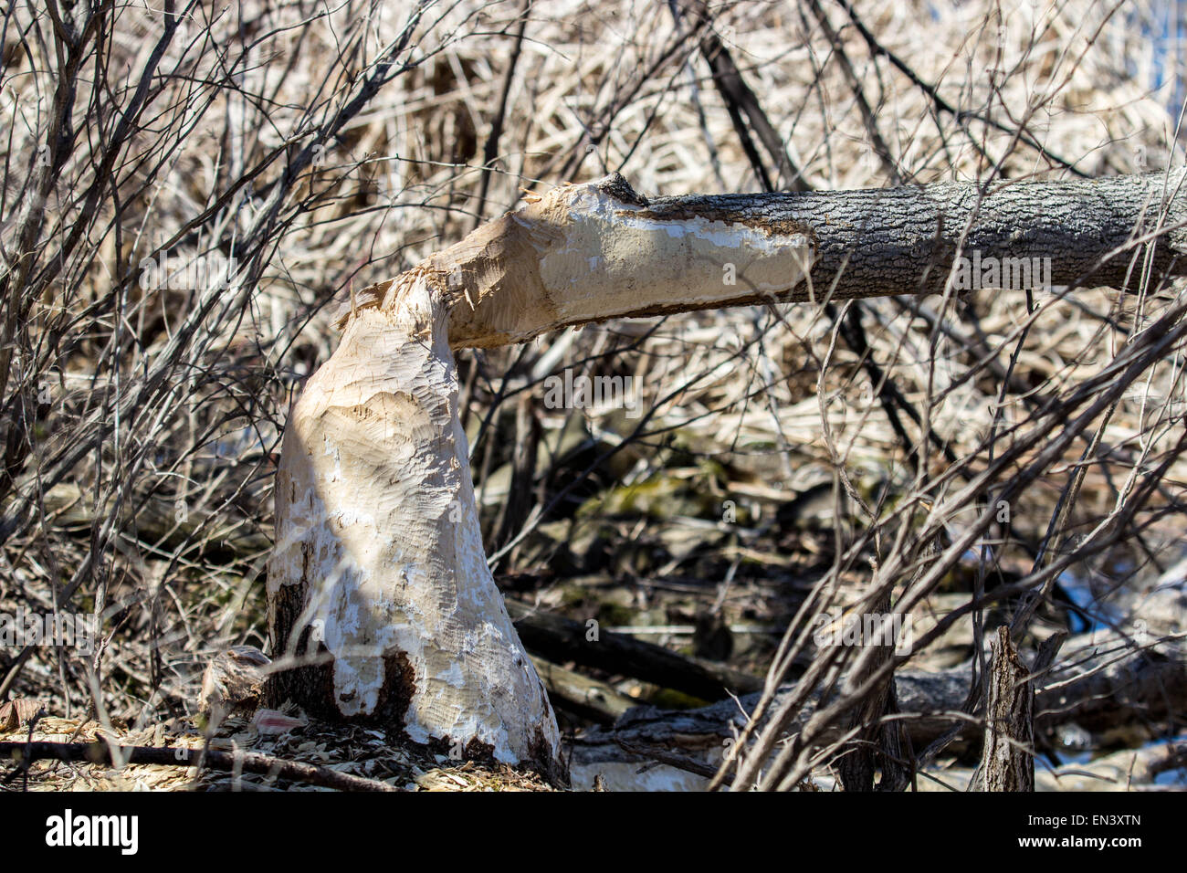 Tree chewed by beaver Stock Photo - Alamy