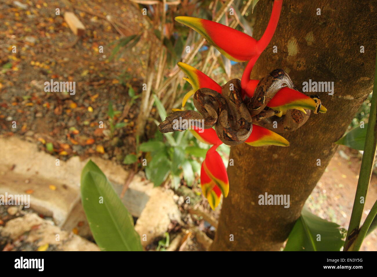 Costa Rica, Close up of Boa Constrictor wrapped on branch with red ...