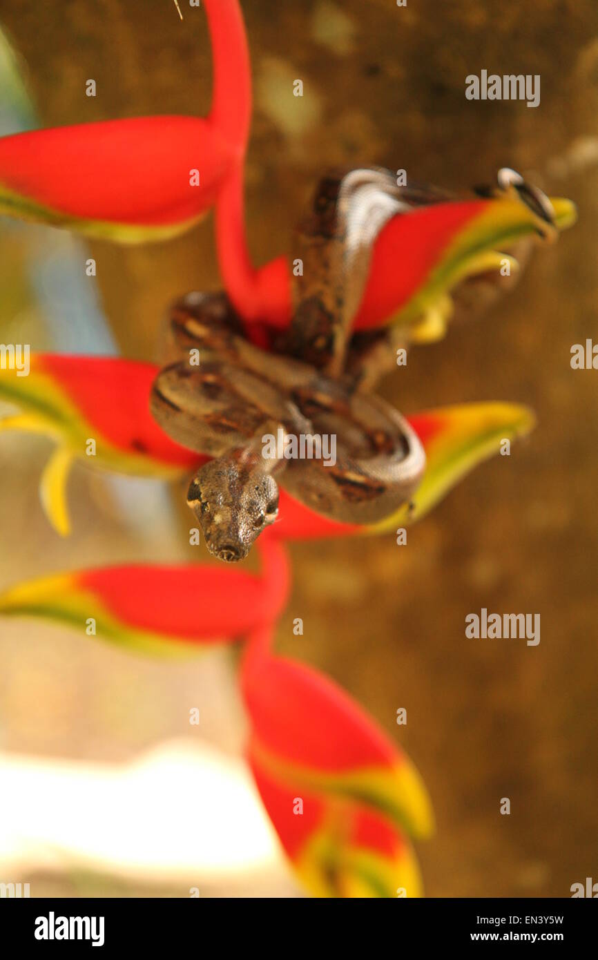 Costa Rica, Close up of Boa Constrictor wrapped on branch with red ...