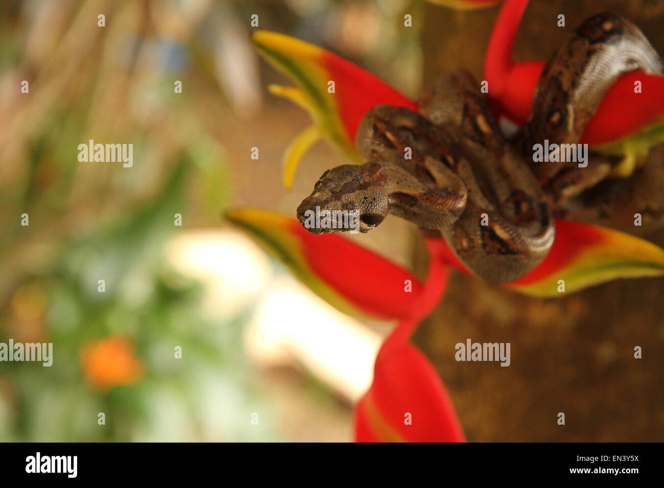 Costa Rica, Close up of Boa Constrictor wrapped on branch with red ...