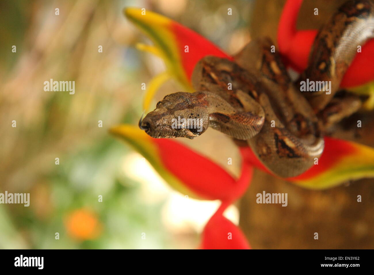 Costa Rica, Close up of Boa Constrictor wrapped on branch with red ...