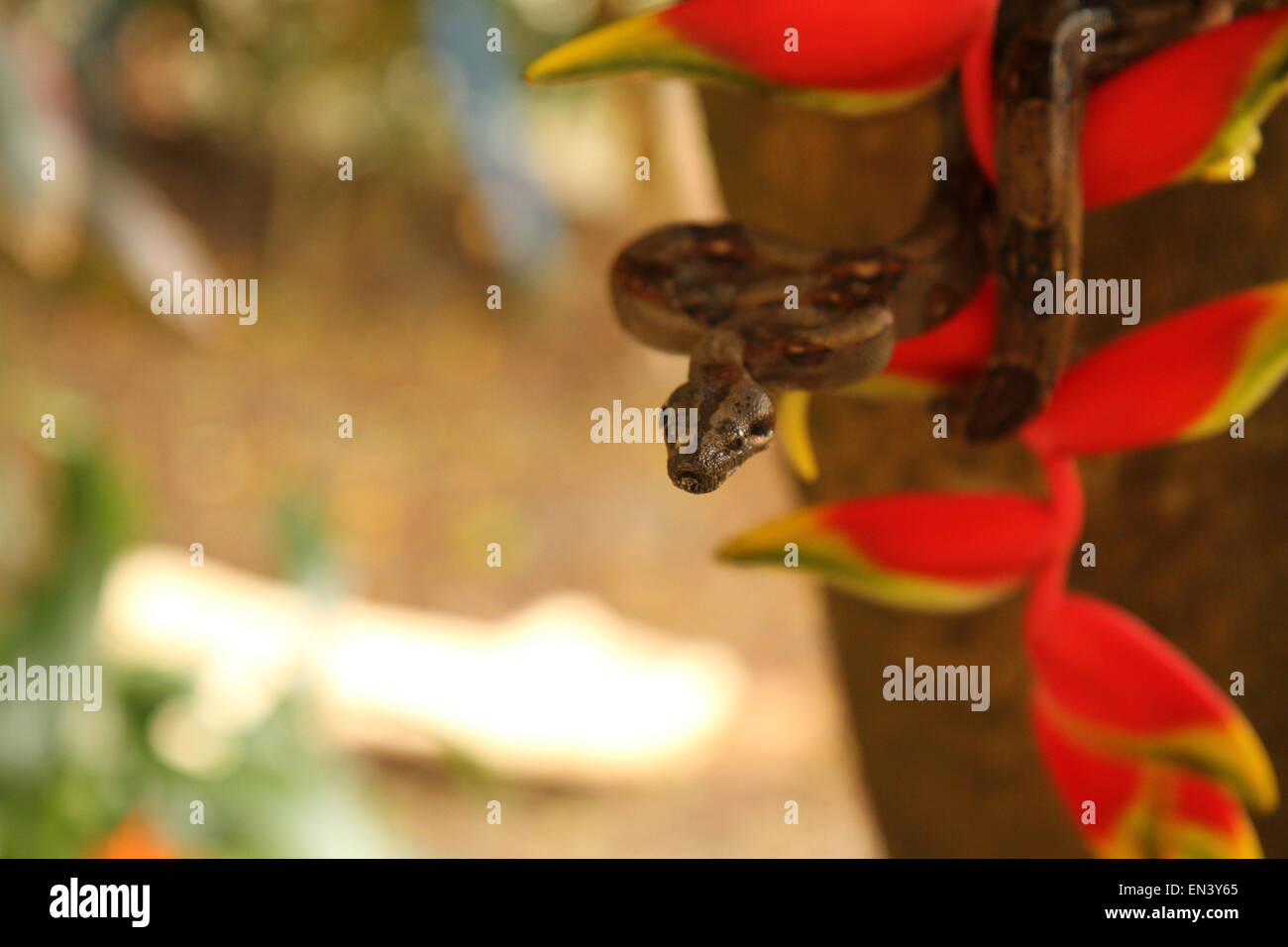 Costa Rica, Close up of Boa Constrictor wrapped on branch with red ...
