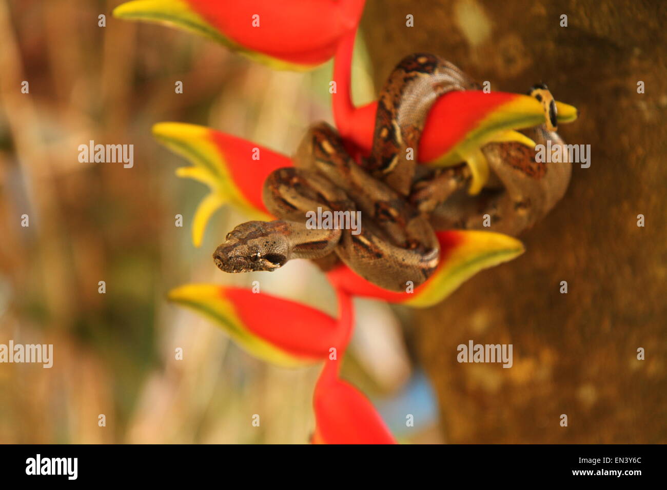 Costa Rica, Close up of Boa Constrictor wrapped on branch with red ...