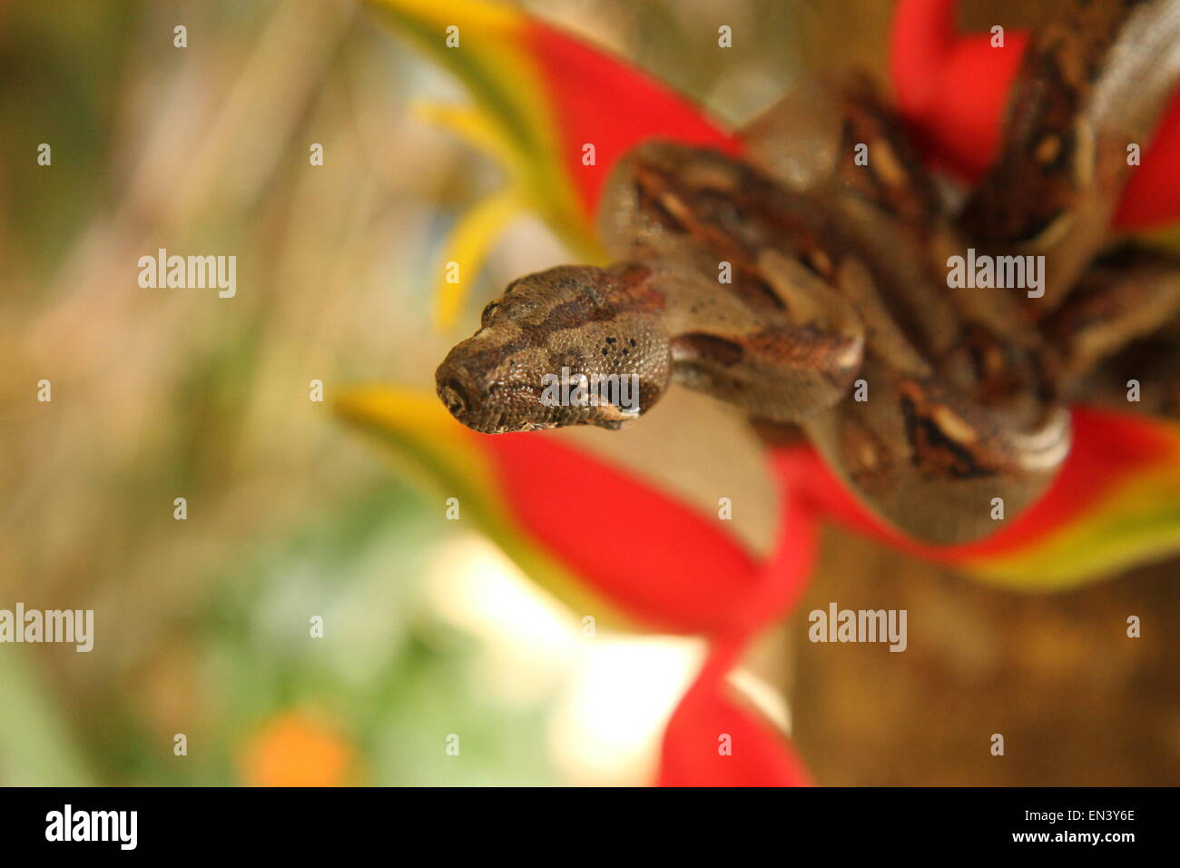Costa Rica, Close up of Boa Constrictor wrapped on branch with red ...