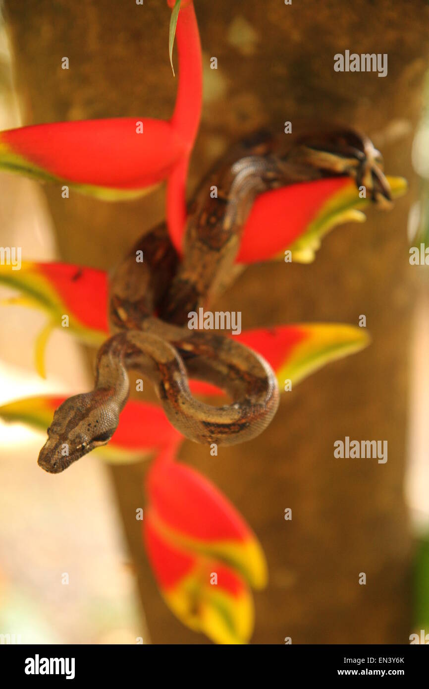 Costa Rica, Close up of Boa Constrictor wrapped on branch with red ...