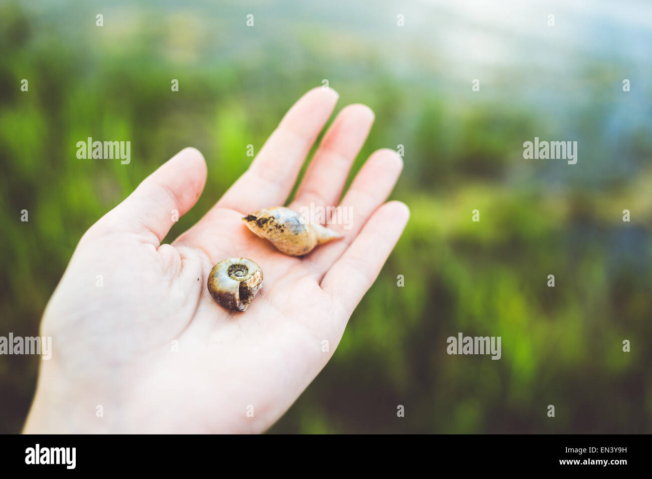 Hand holding shells hi-res stock photography and images - Alamy