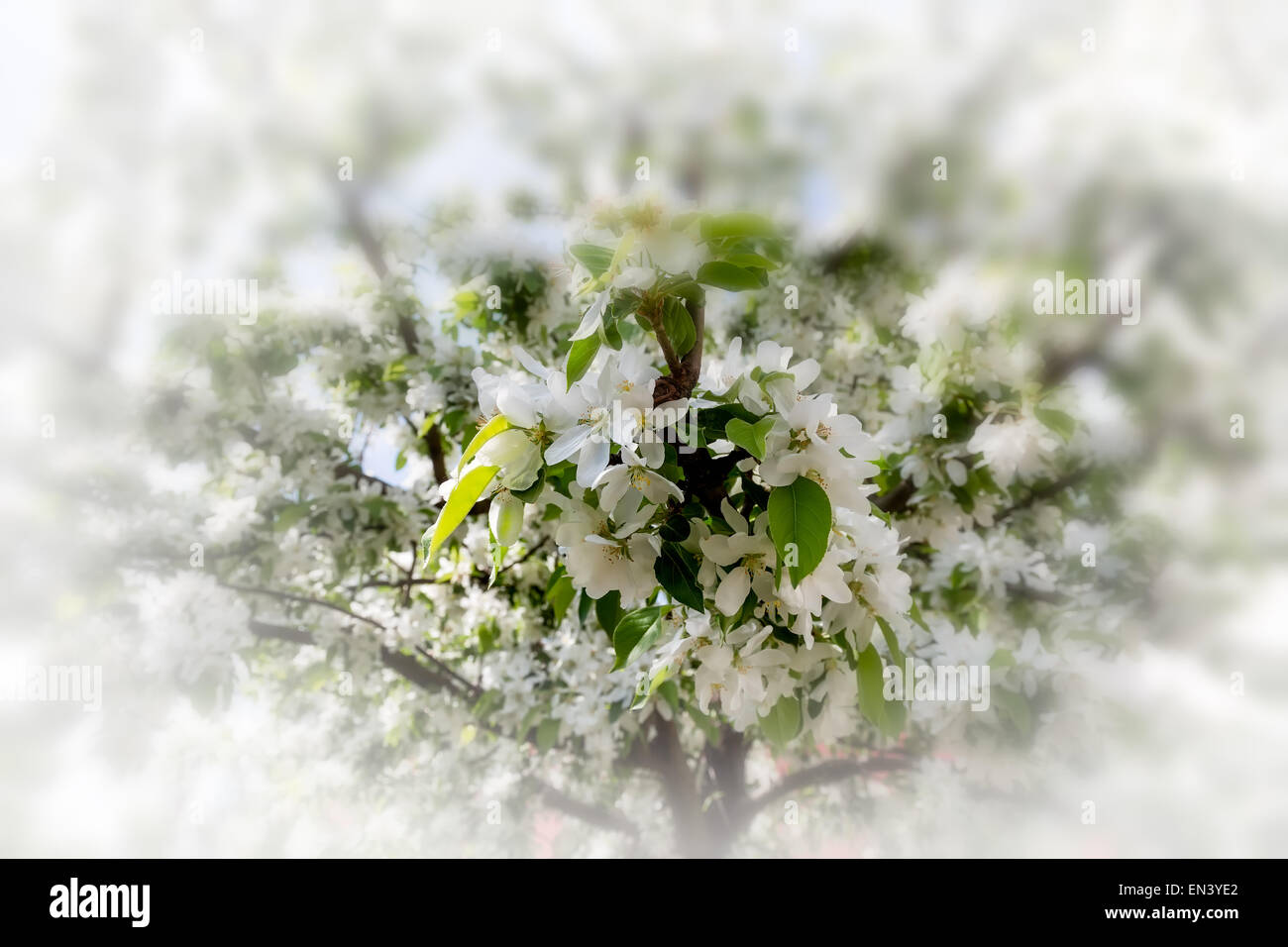 White color tree hi-res stock photography and images - Alamy