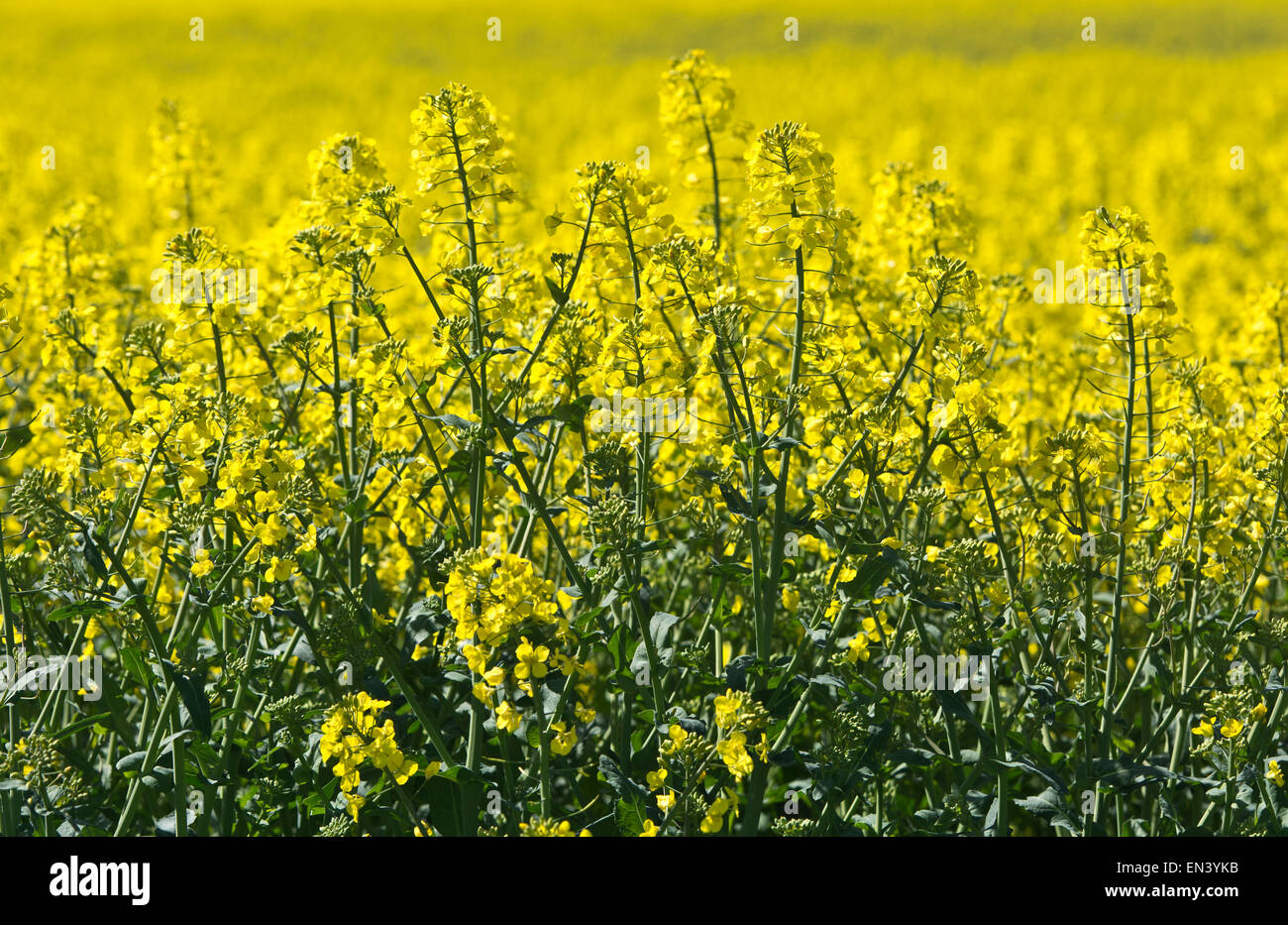 Oil seed rape yellow flower flowering Stock Photo - Alamy