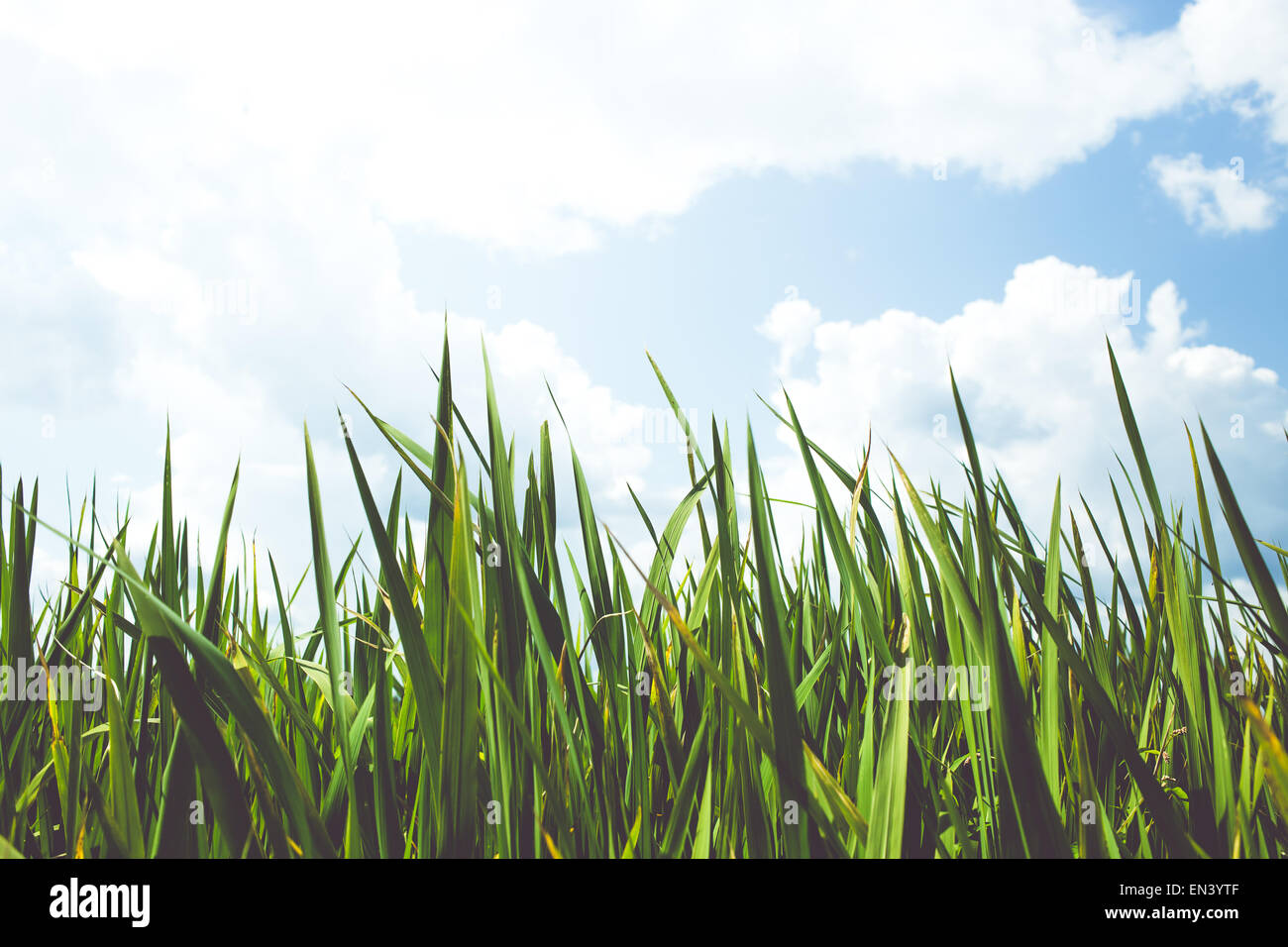 White Clouds And Grass Lawn Park High Resolution Stock Photography and ...
