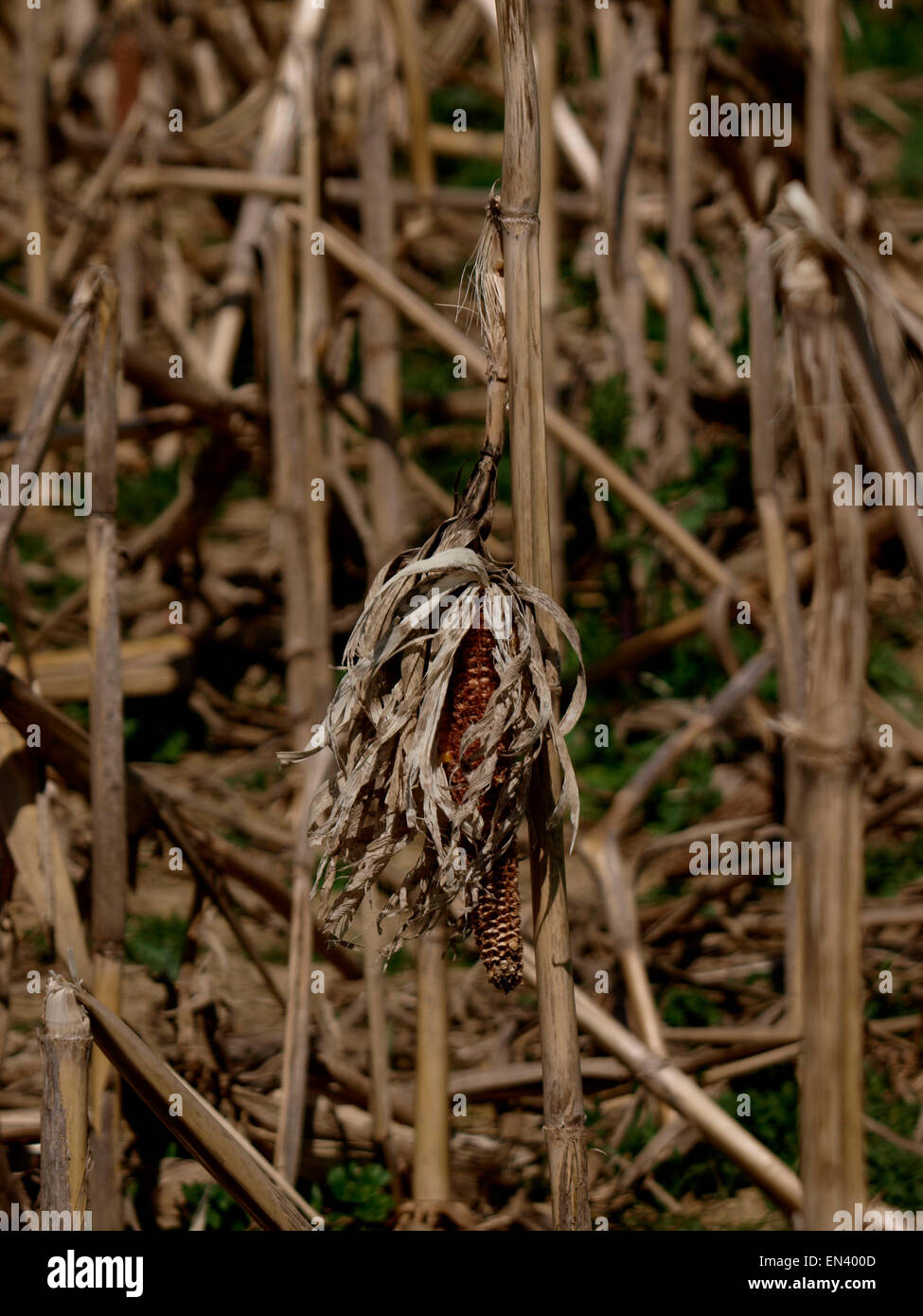 Dried maize hi-res stock photography and images - Alamy