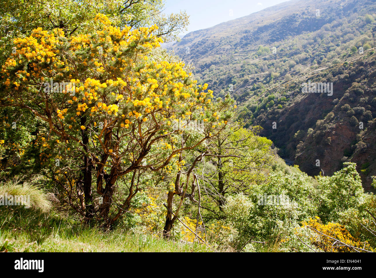 Landscape of the River Rio Poqueira gorge valley, High Alpujarras ...