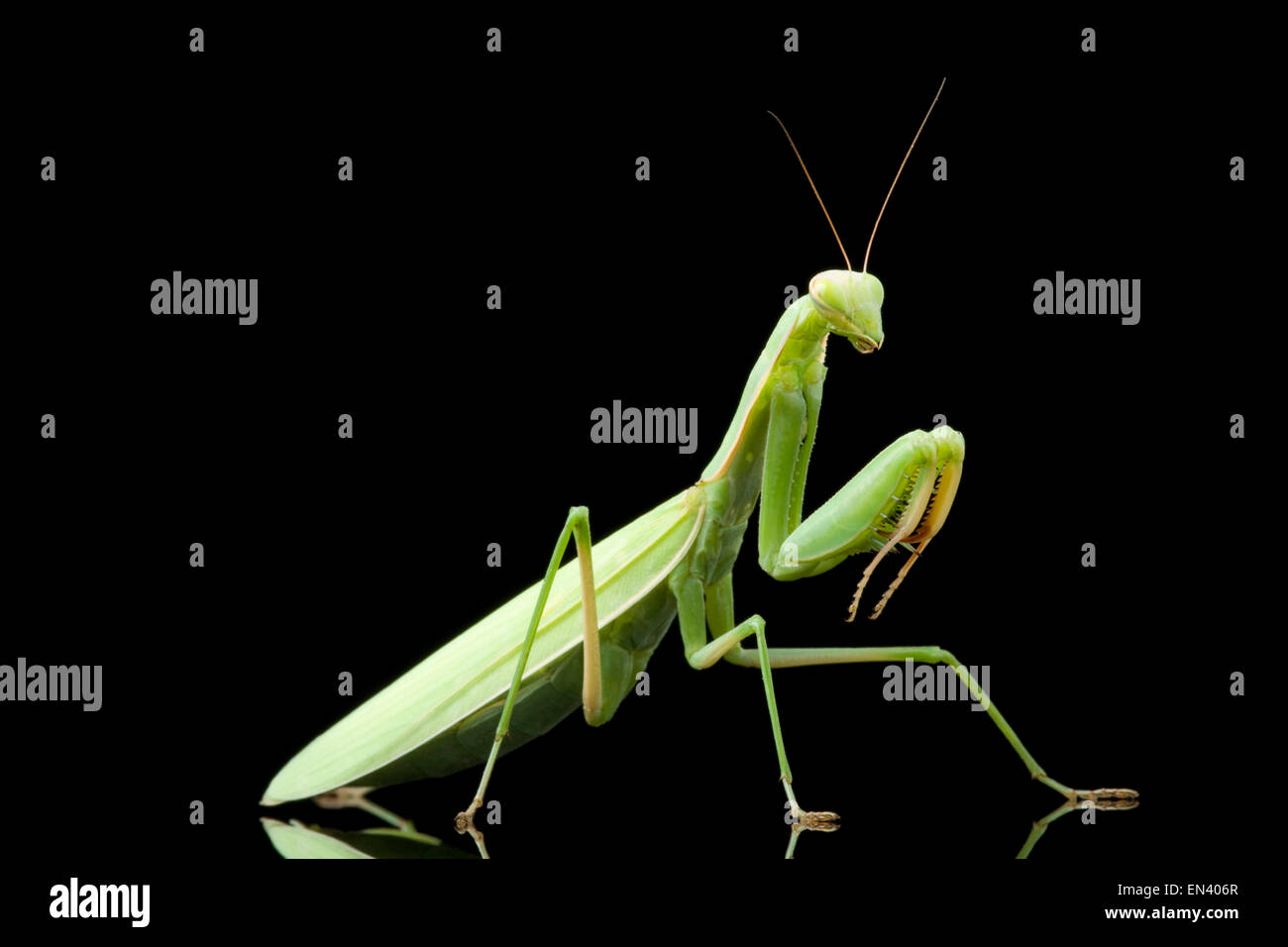 Praying mantis hi-res stock photography and images - Alamy