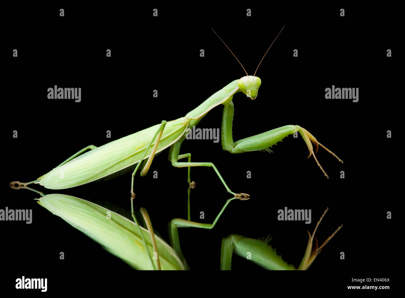 Mantis side view hi-res stock photography and images - Alamy