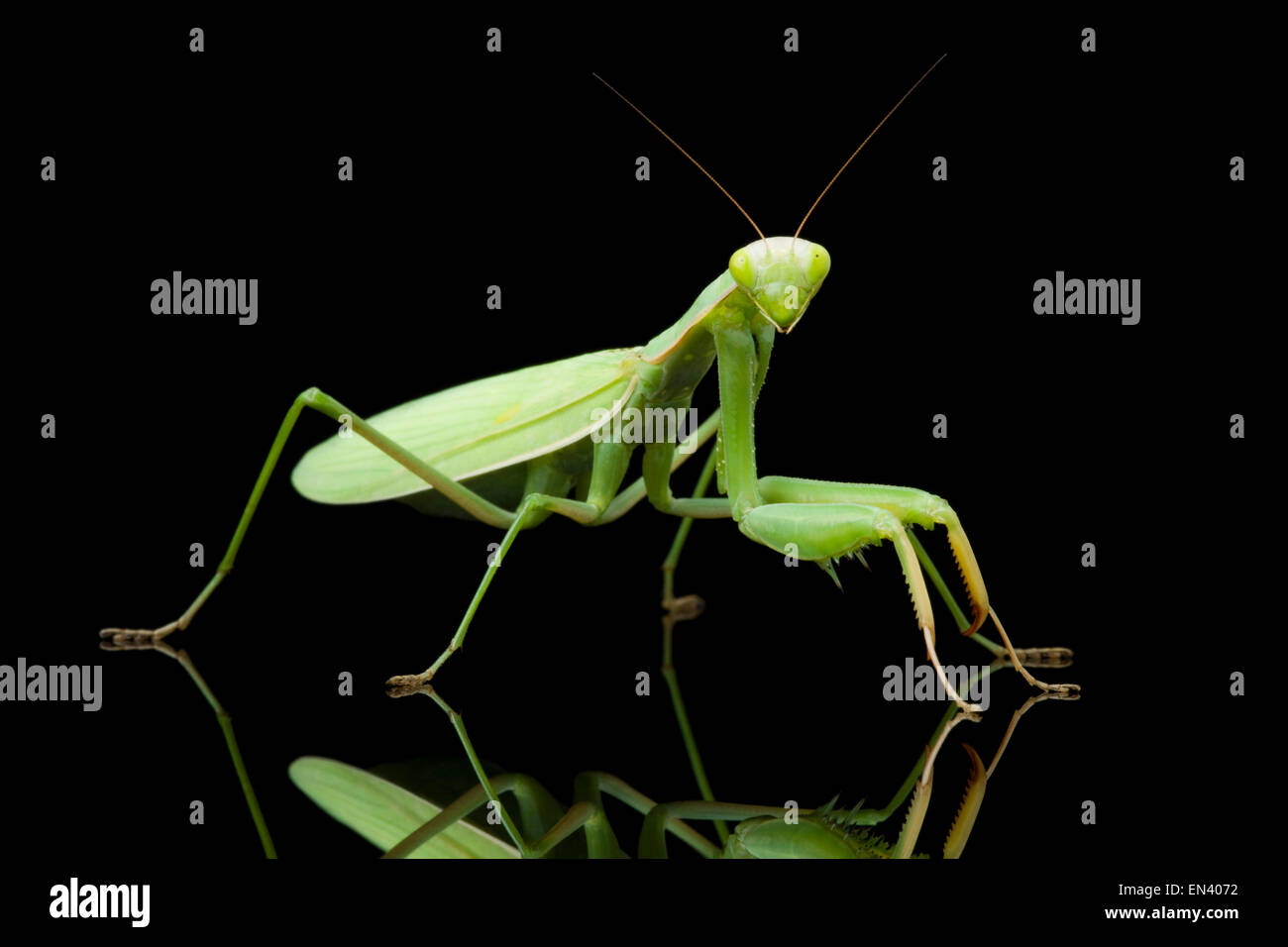 Mantis side view hi-res stock photography and images - Alamy