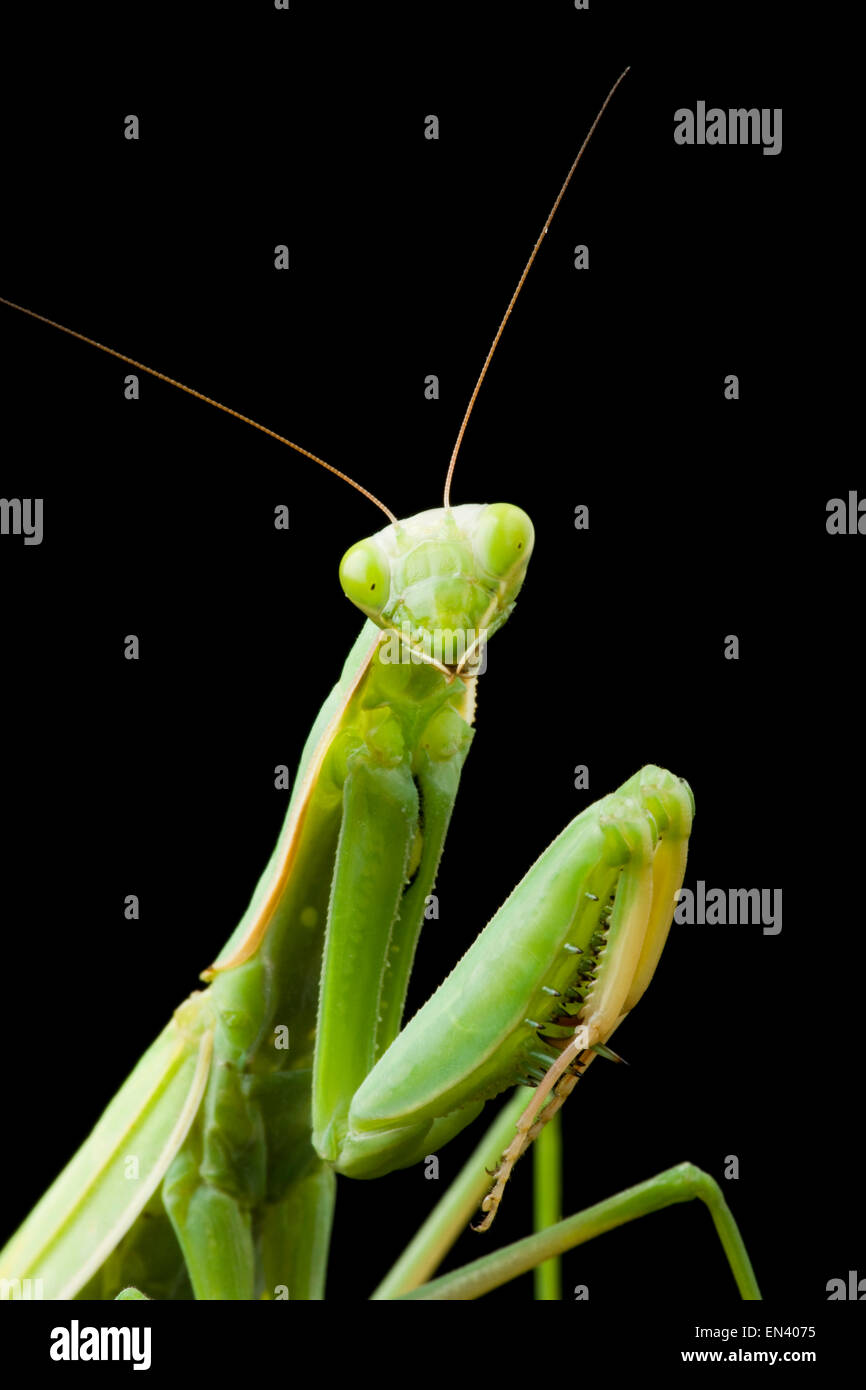 Mantis side view hi-res stock photography and images - Alamy