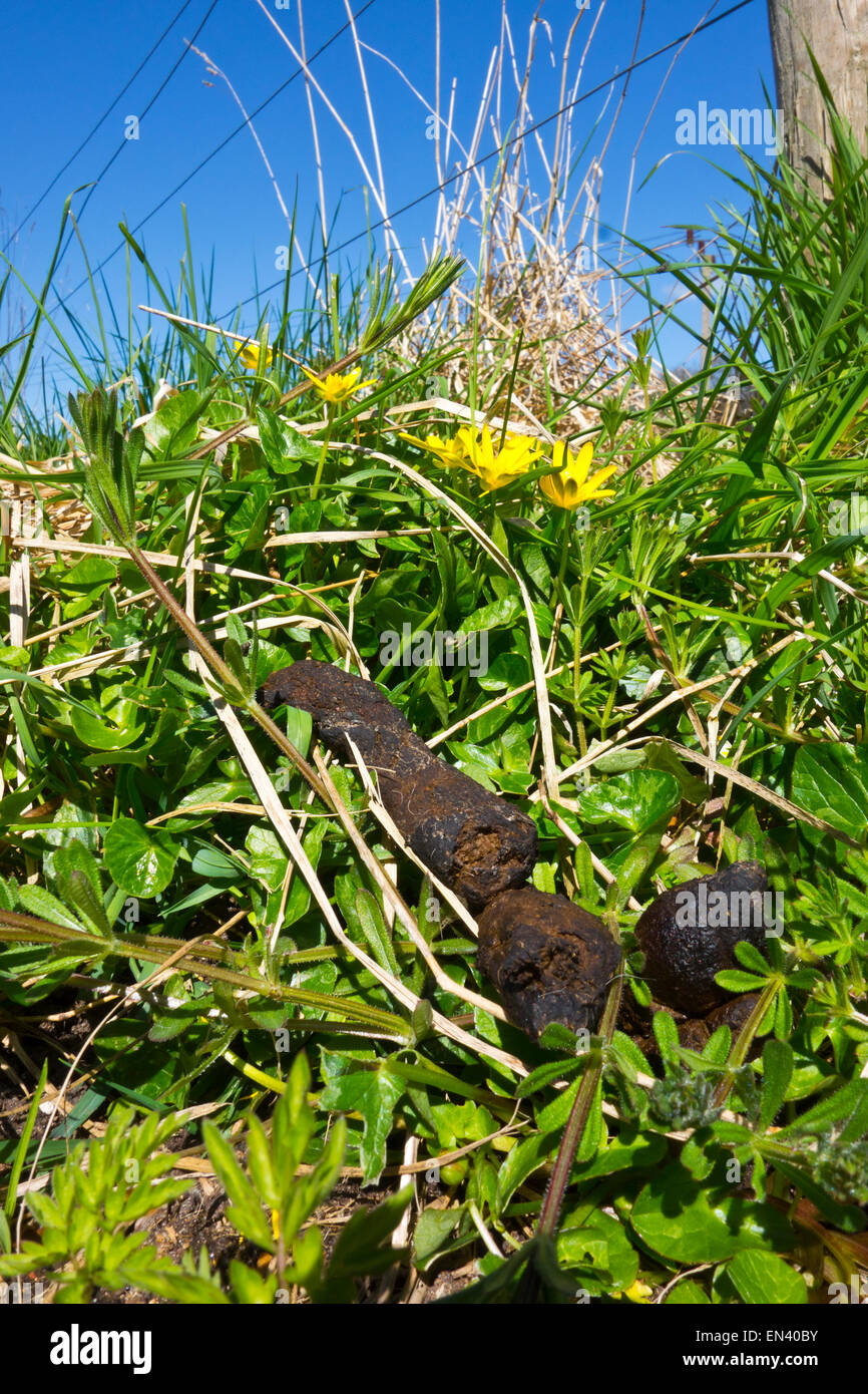 Dog poo on country path grass verge hedgerow Stock Photo - Alamy