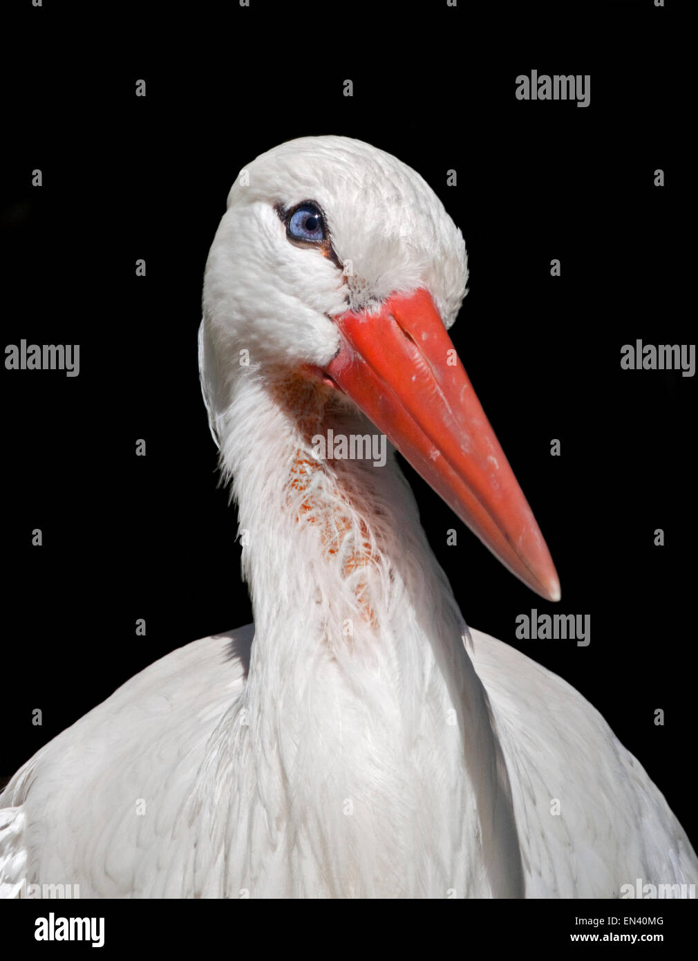 White stork hi-res stock photography and images - Alamy