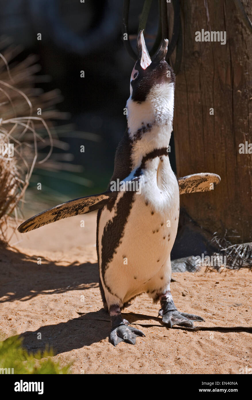 Black Footed/African Penguin (spheniscus demersus) braying Stock Photo ...