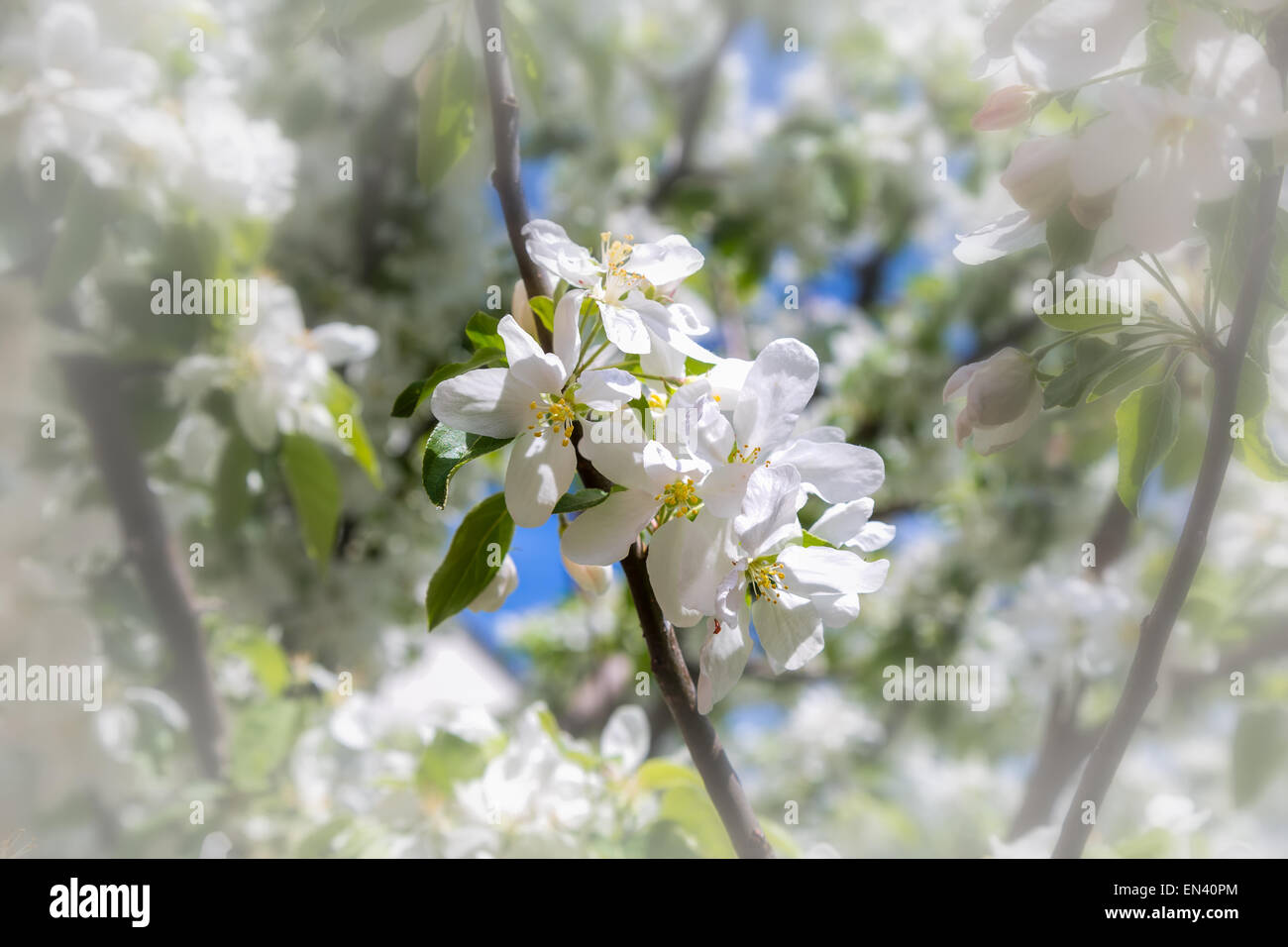 White color tree hi-res stock photography and images - Alamy