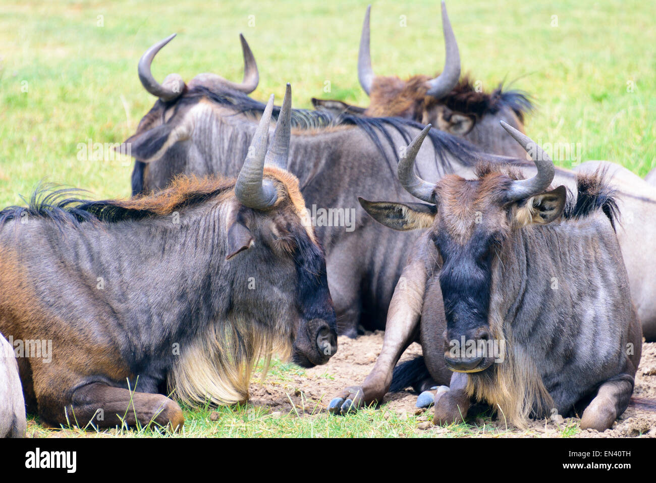 wildebeests, gnu, antelopes, Connochaetes in Ngorongoro Conservation ...