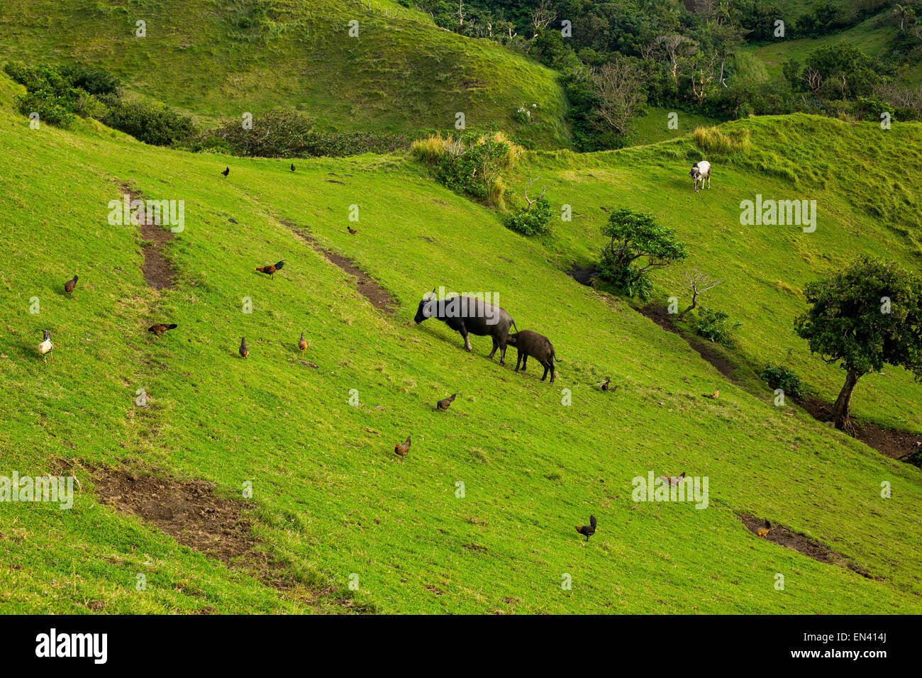 Cattle graze open pastures on the island of Sabtang, province of ...