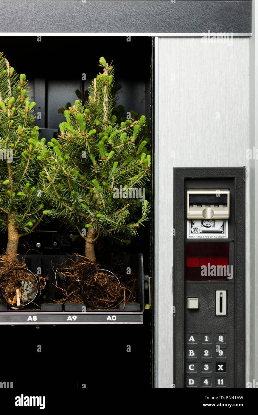 pine trees in a vending machine Stock Photo - Alamy