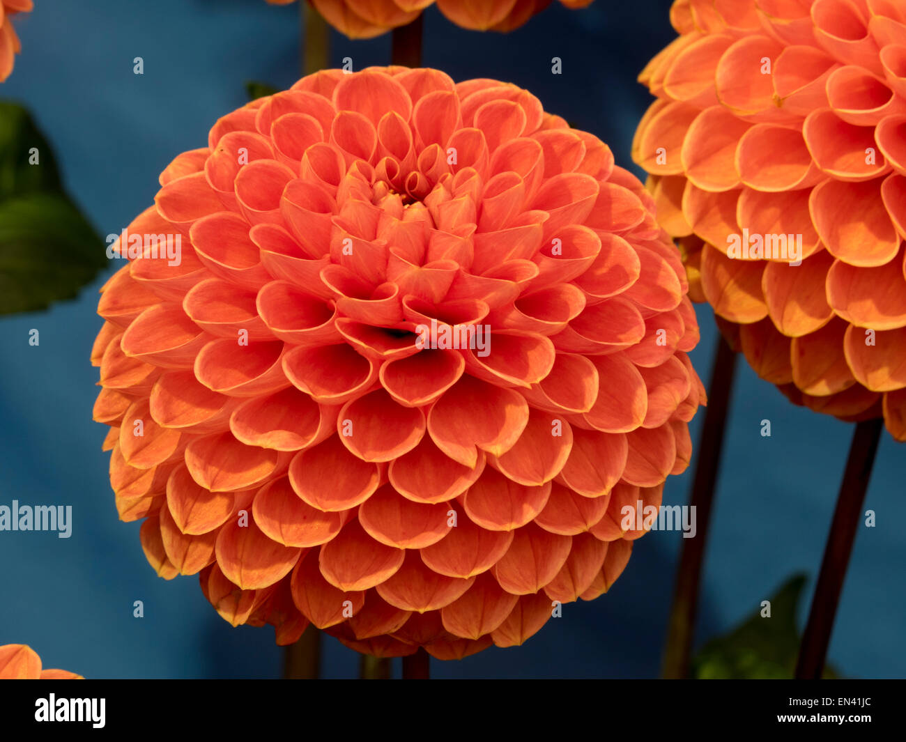 Jomanda hi-res stock photography and images - Alamy