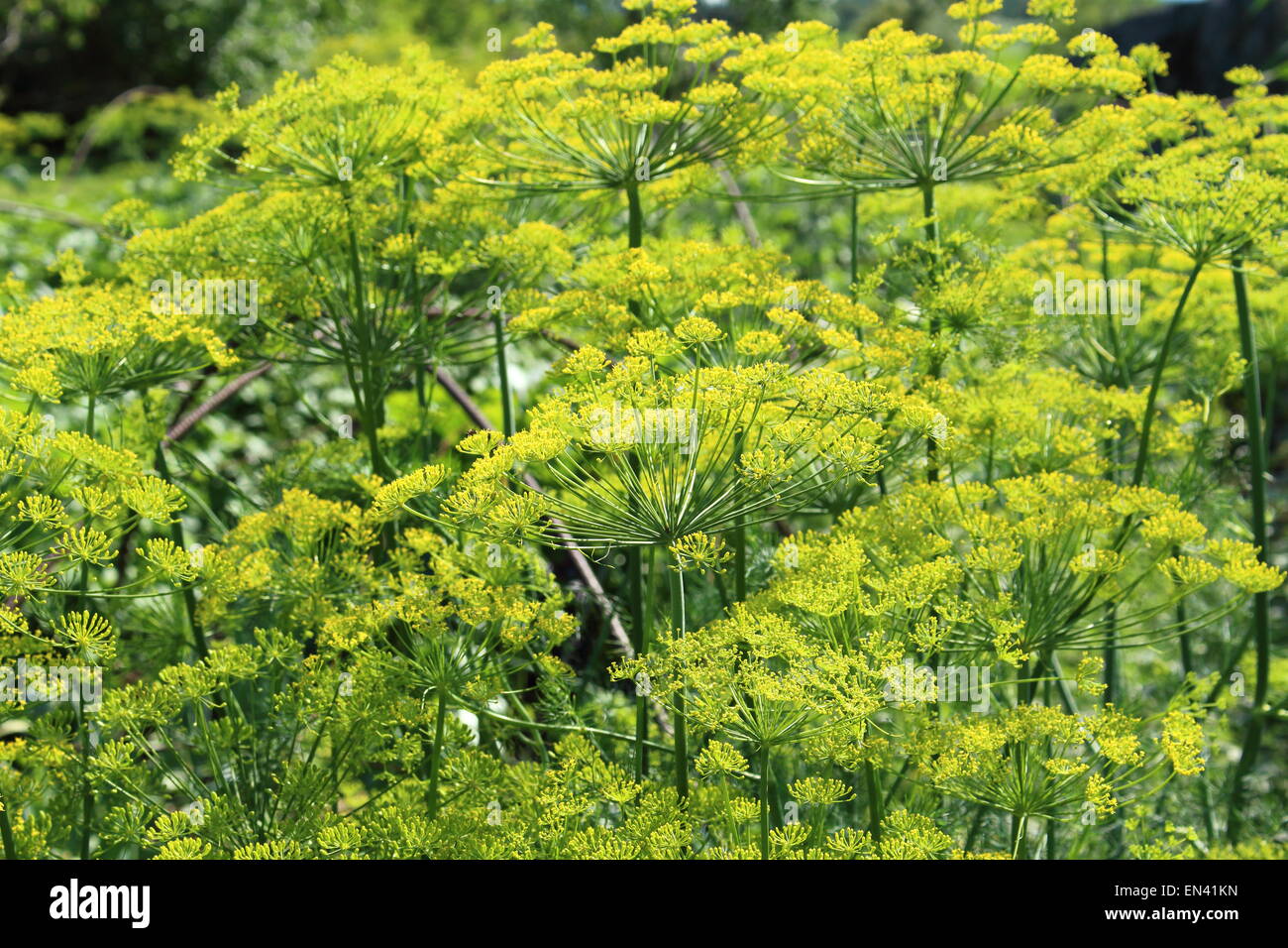 Dill flowers background in a garden Stock Photo - Alamy