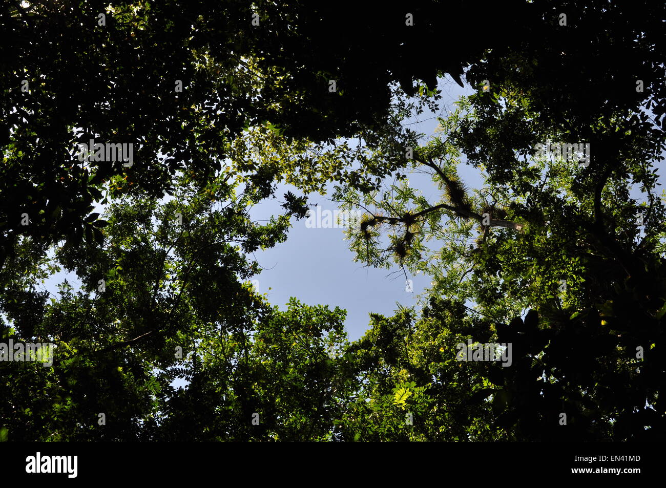 Looking up at trees Stock Photo - Alamy