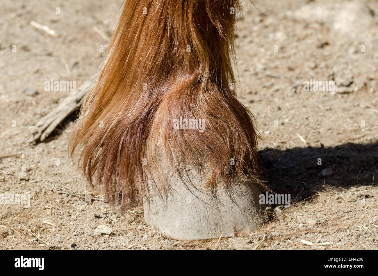 close up of a hoof of a horse Stock Photo - Alamy