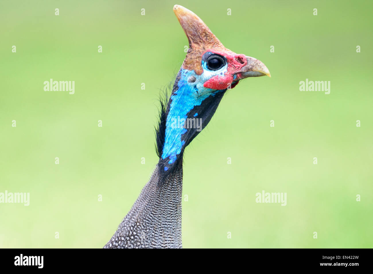 Numididae, guineafowl in Ngorongoro Conservation Area, Tanzania, Africa ...