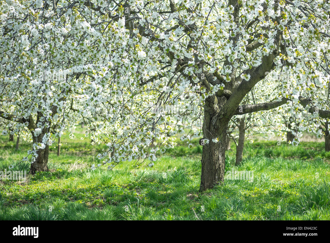 Blooming cherry trees sunny day green grass orchard Stock Photo - Alamy