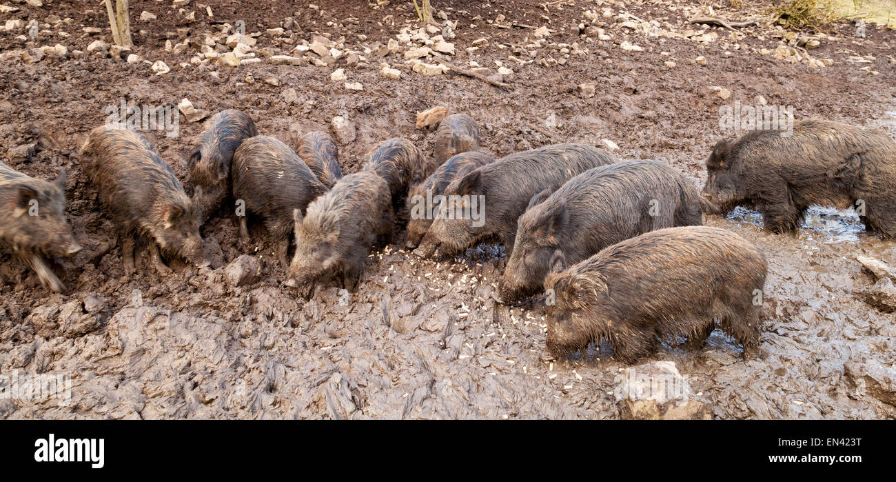Panoramic view of a captive group of Wild Boar ( Sus Scrofa ) in mud ...