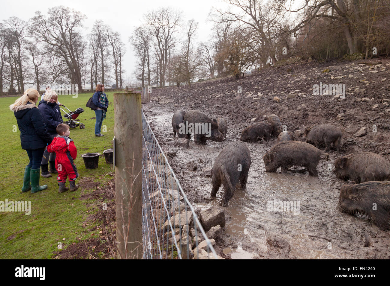 Wild boars hi-res stock photography and images - Alamy