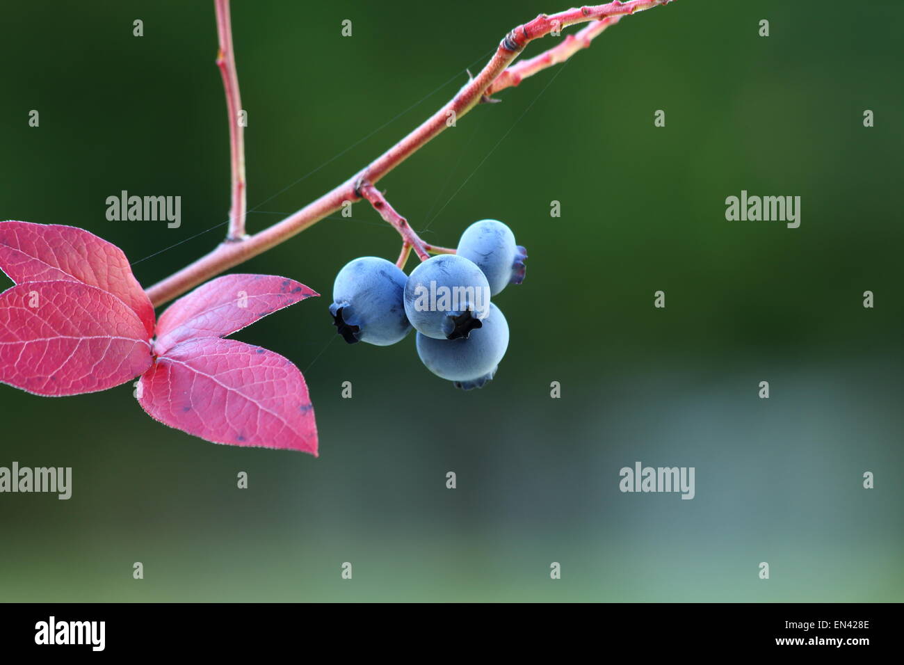 Beautiful bunch of fresh blueberries hi-res stock photography and ...