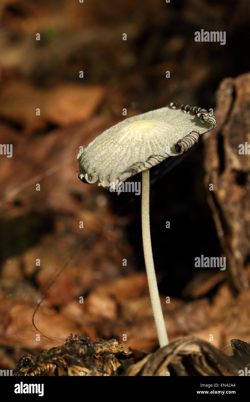 Parasola mushroom on a compost heap Stock Photo - Alamy