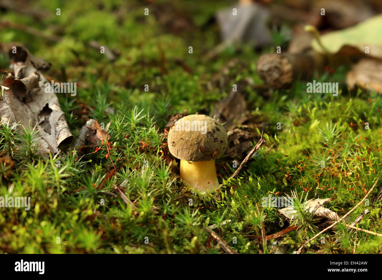 Boletus radicans hi-res stock photography and images - Alamy