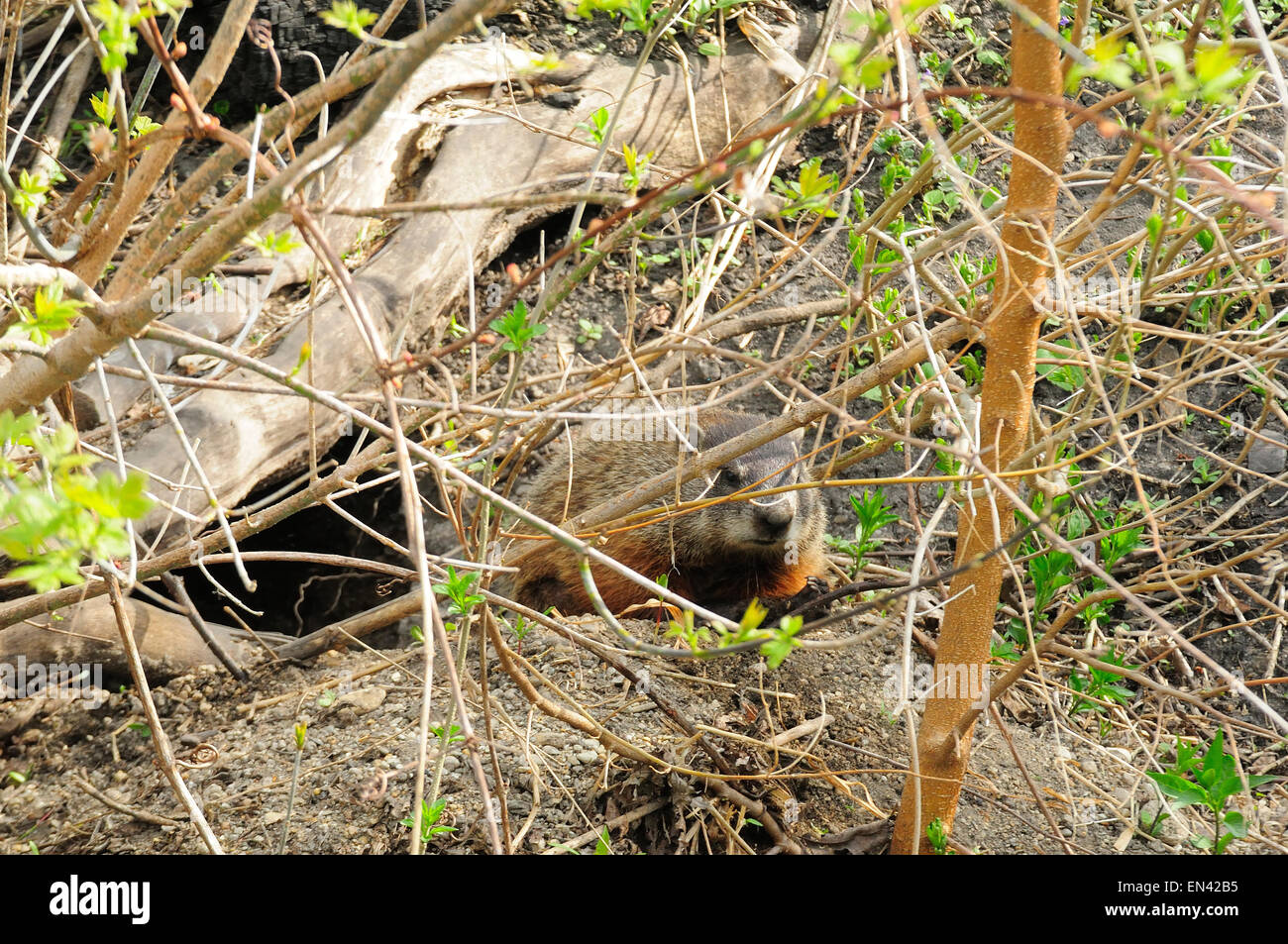 Ground Hog or Woodchuck outside den. Marmota monax Stock Photo - Alamy