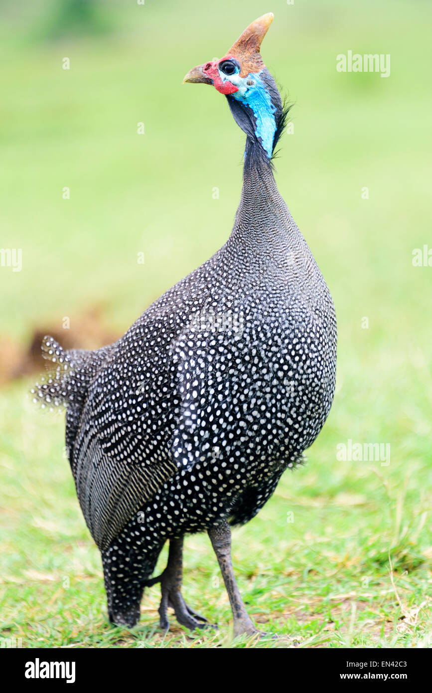 Numididae, guineafowl in Ngorongoro Conservation Area, Tanzania, Africa ...