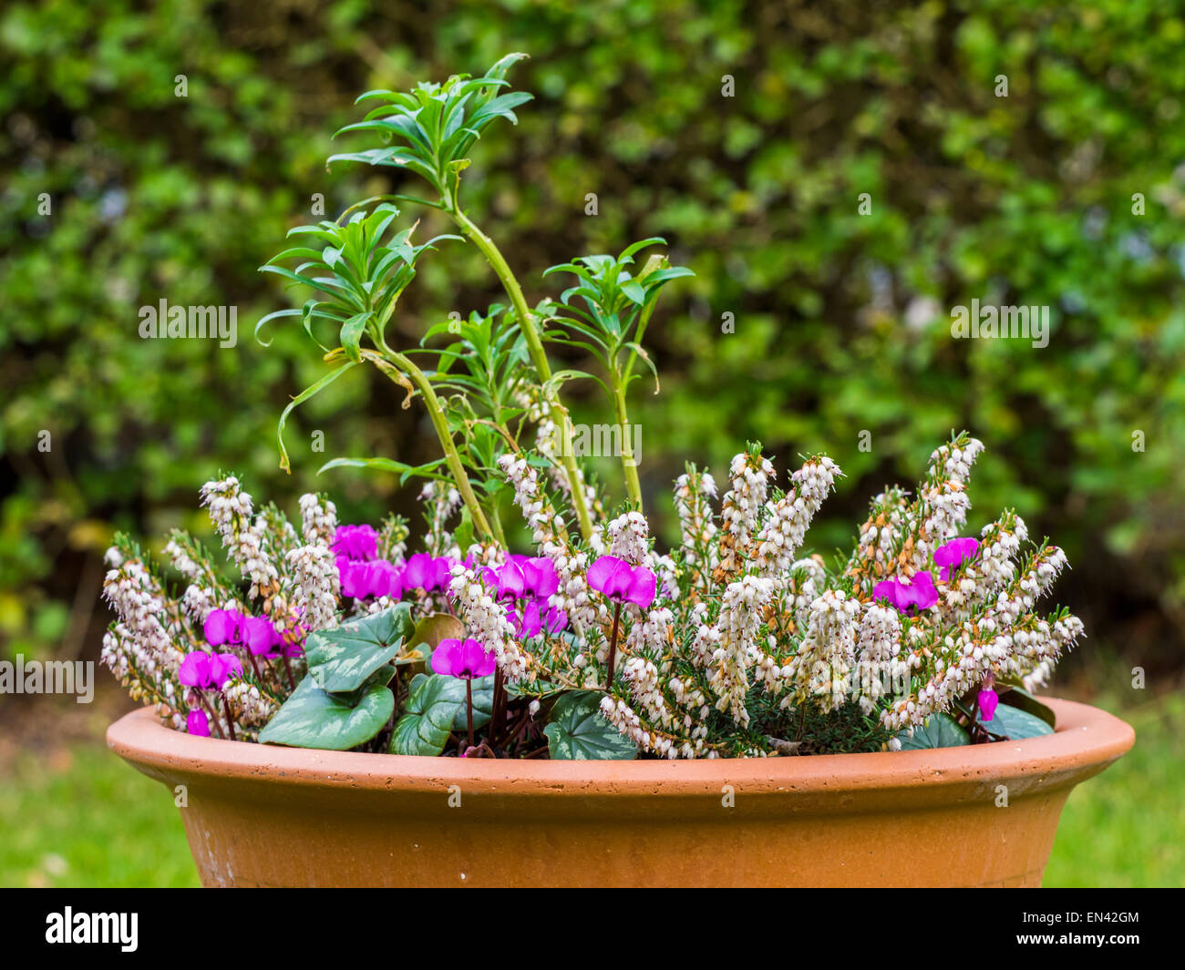 PLANTED WINTER CONTAINER WITH CYCLAMEN COUM, WHITE HEATHER (ERICA) AND ...