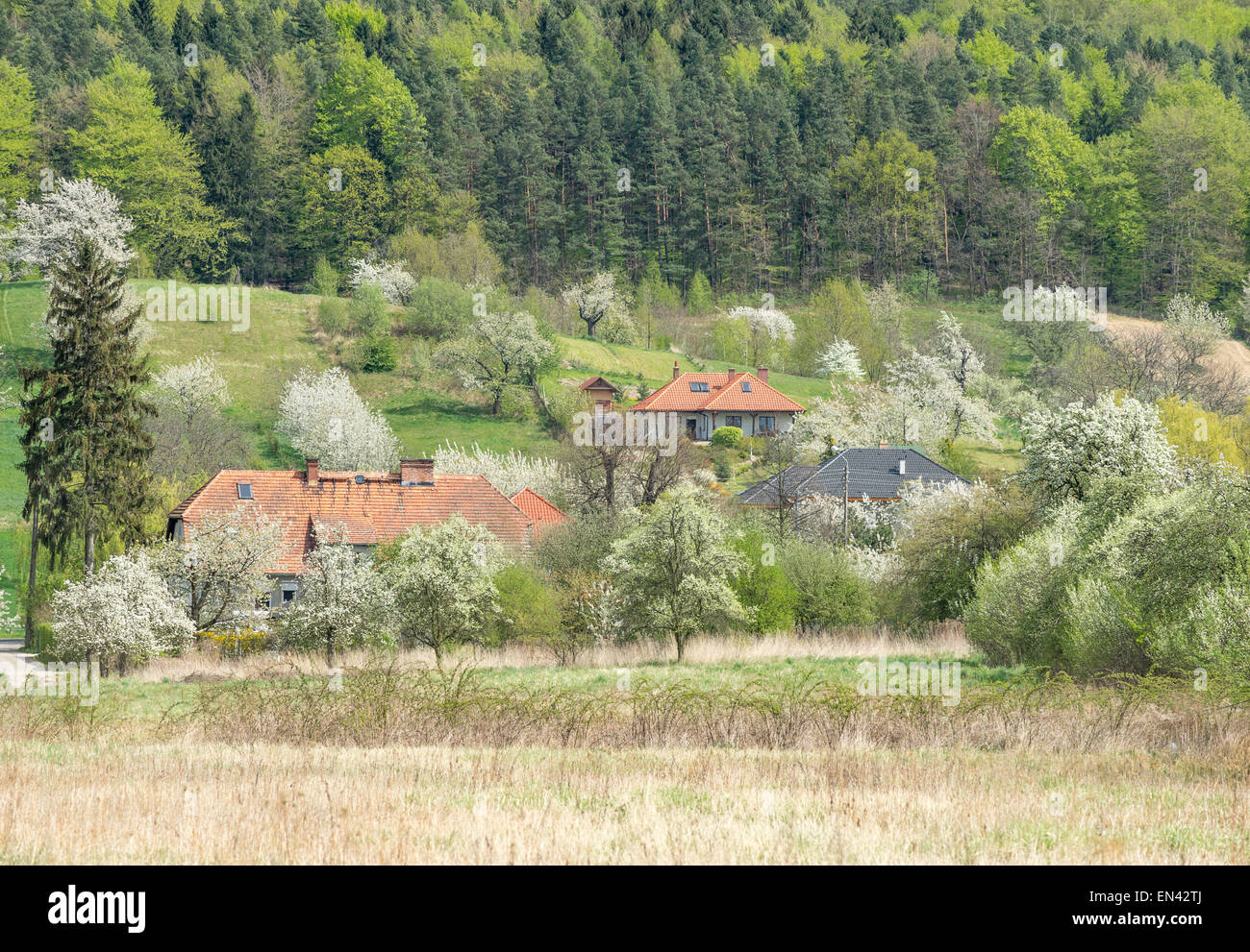 Polish trees hi-res stock photography and images - Alamy