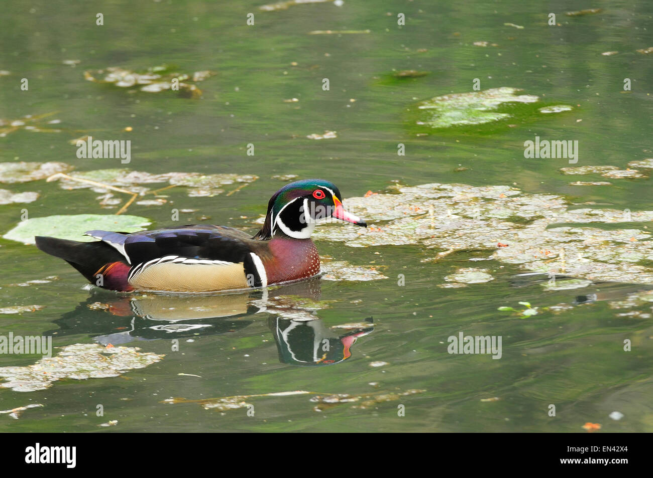 Male Wood Duck (Aix sponsa Stock Photo - Alamy