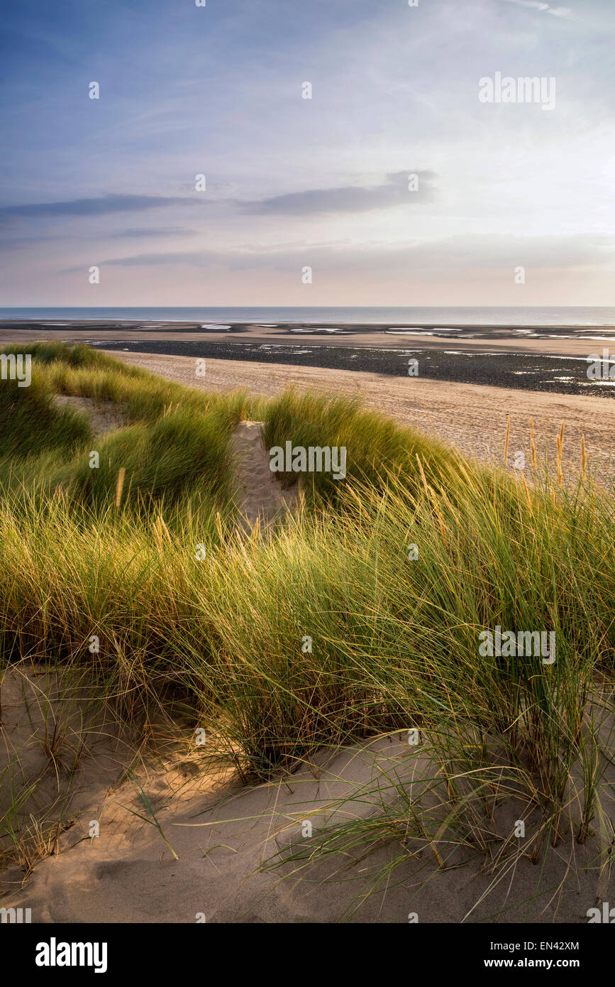 Evening Summer landscape over grassy sand dunes on beach Stock Photo ...